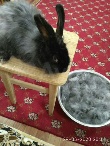 Кролик породы Белая пуховая