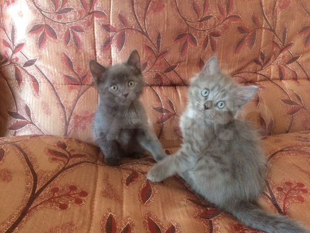 Котята