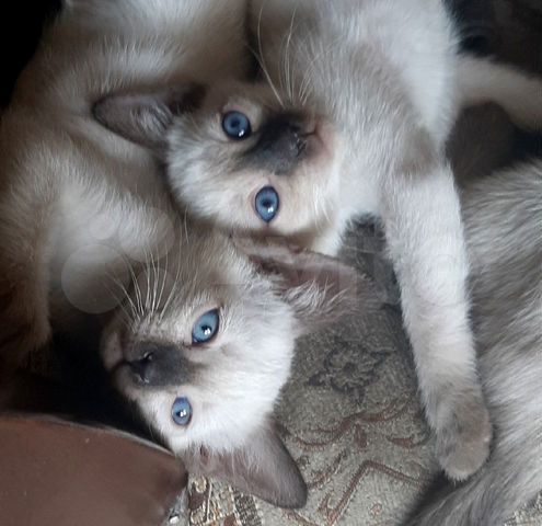 Тайский котенок